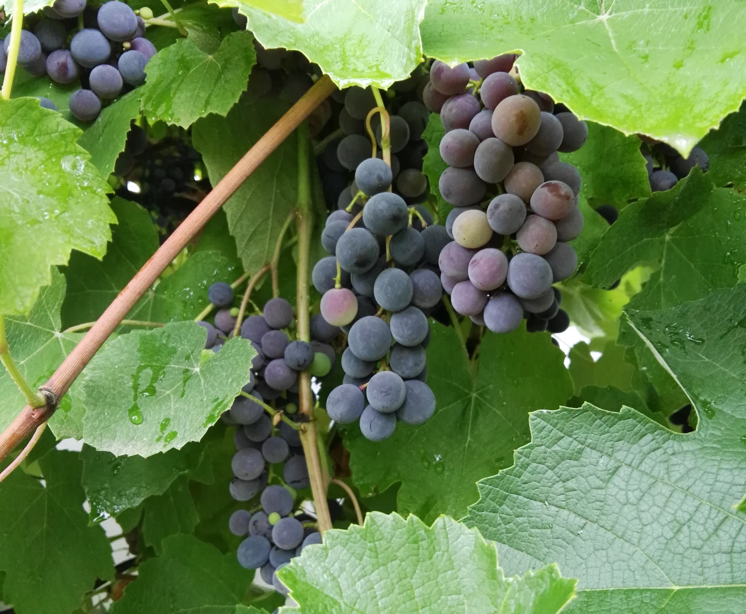 Obst | Bioladen Koglhäusl